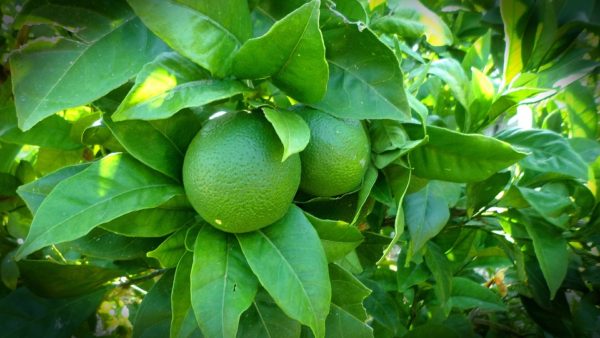 Limoen - Lime - Citrus aurantifolia - Enjoil